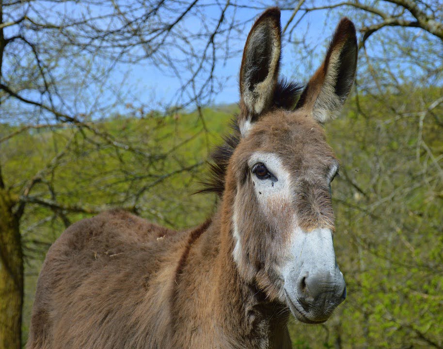 EU MERG ÎNAINTE CA UN MĂGAR