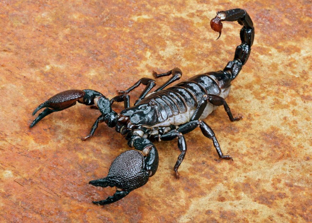 SCORPIONUL